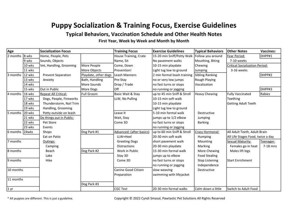What to expect in the first year of your puppy's life - Pawtastic Pet ...