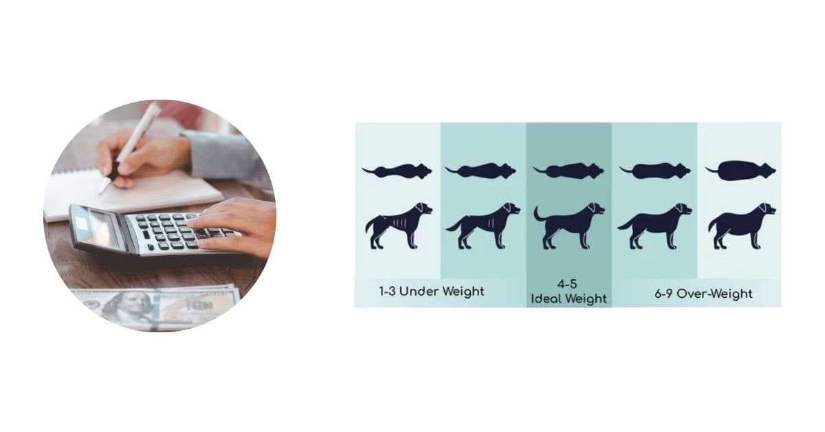 How to Determine If You're Overfeeding Your Dog | Calorie Calculator Guide